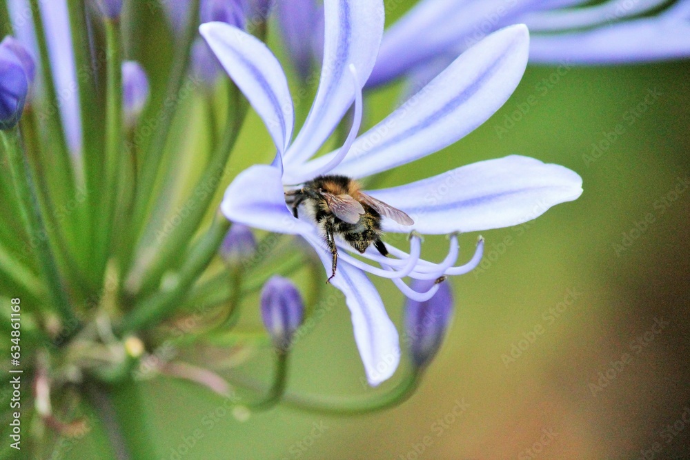 Save the bumble bee on green Blue, African Lily flower on green African ... Save the bumble bee on green Blue, African Lily flower on green African ...