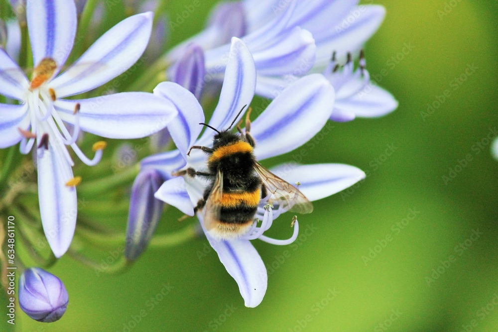 Save the bumble bee on green Blue, African Lily flower on green African ... Save the bumble bee on green Blue, African Lily flower on green African ...