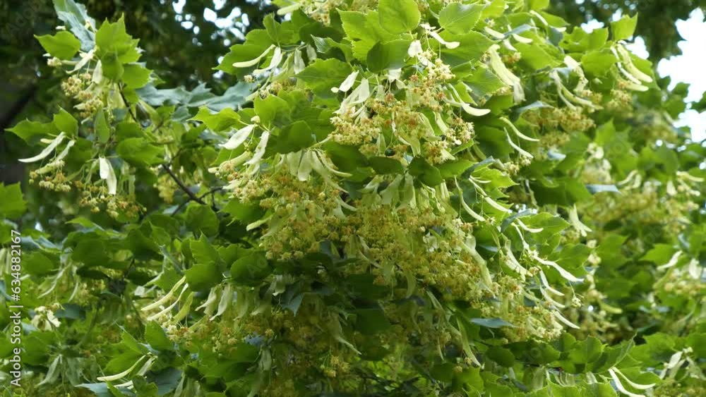 Blooming and fragrant linden. Tilia - genus of about 30 species of ...