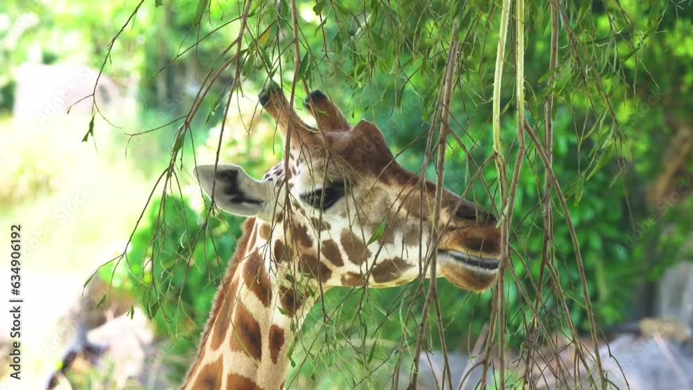 Vídeo do Stock: Close up head shot of a giraffe, large African hoofed ...