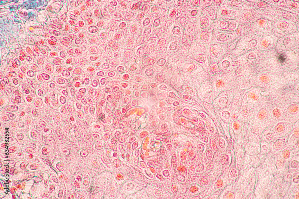 Poster Showing Light micrograph of the Sublingual gland, Oesophagus ...