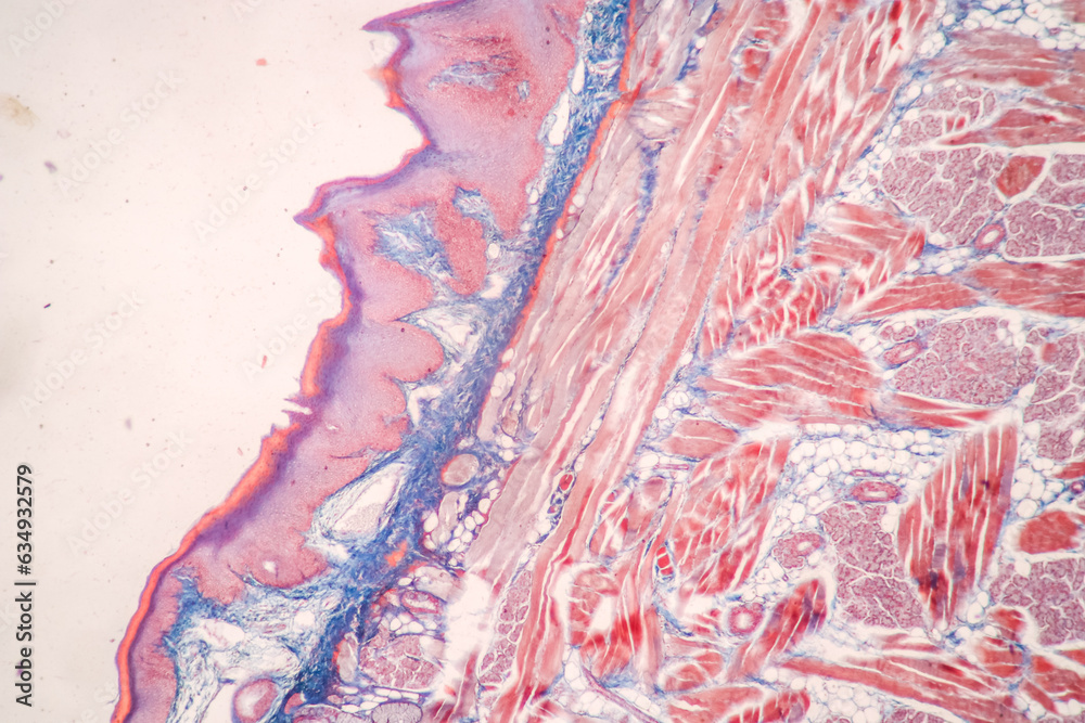 Showing Light micrograph of the Sublingual gland, Oesophagus human and ...