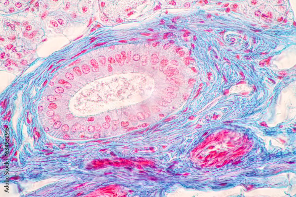 Showing Light micrograph of the Sublingual gland, Oesophagus human and ...
