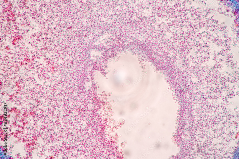 Showing Light micrograph of the Sublingual gland, Oesophagus human and ...