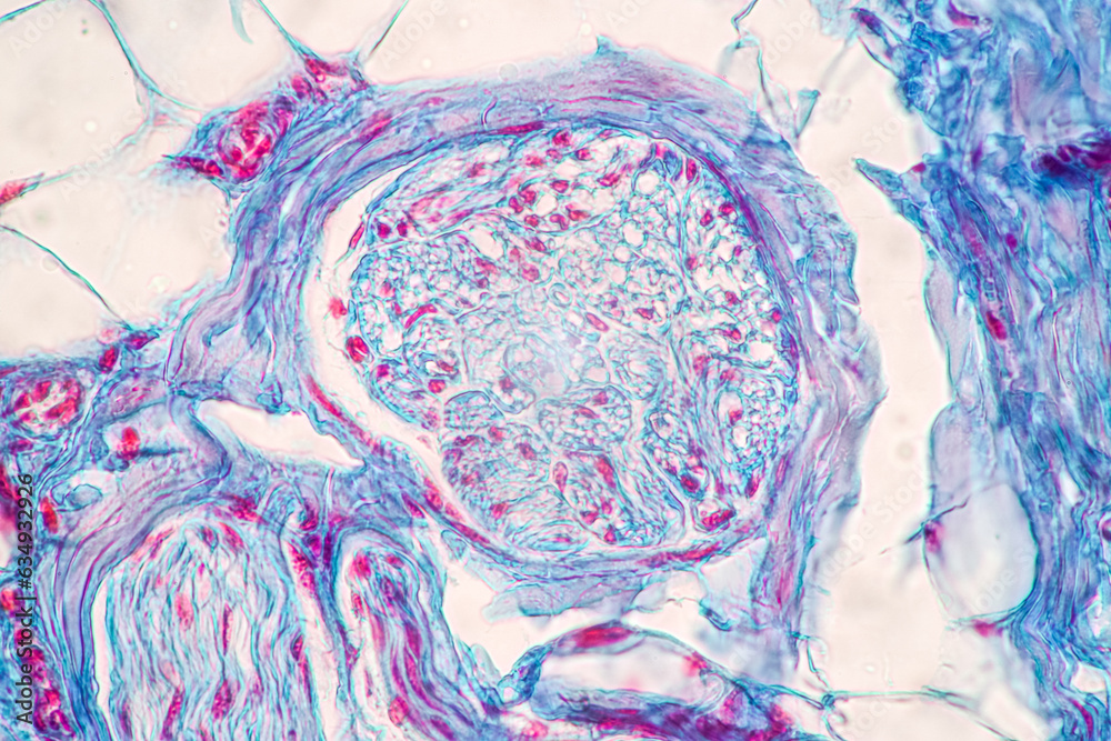 Showing Light micrograph of the Sublingual gland, Oesophagus human and ...