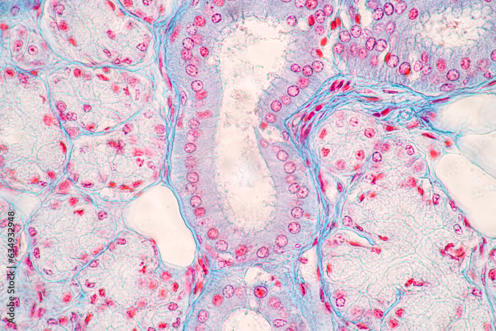 Showing Light micrograph of the Sublingual gland, Oesophagus human and ...