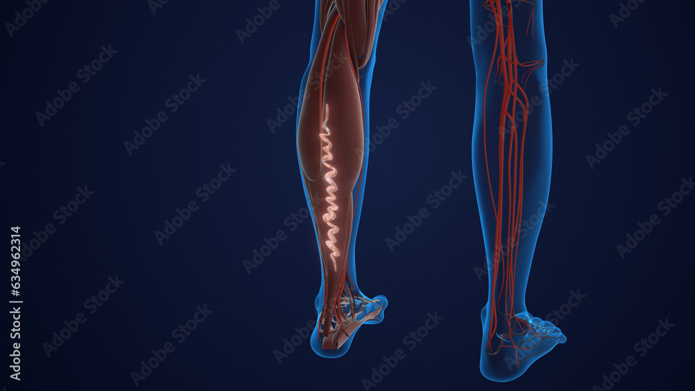 Concept of vascular disease, venous insufficiency, and varicose veins ...