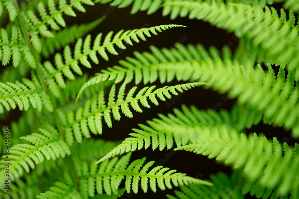 Overlapping fronds of lady fern (Athyrium filix-femina), a large ...