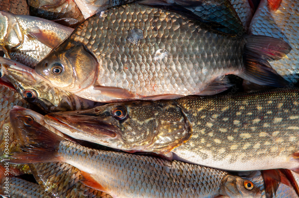 Lots of different fish caught in the boat. Fishing on the river in a ...
