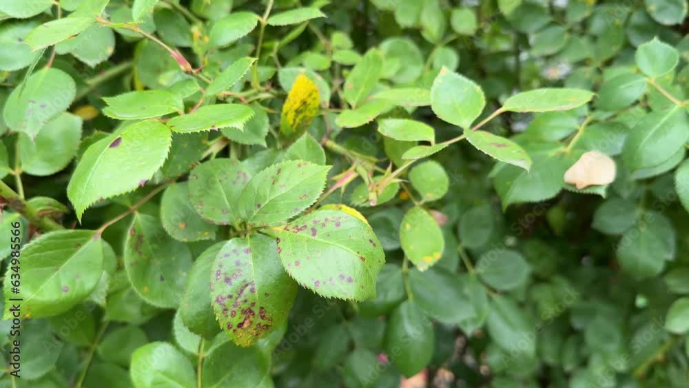 Purple spots on rose leaves, close-up. Plant affected by Anthracnose ...