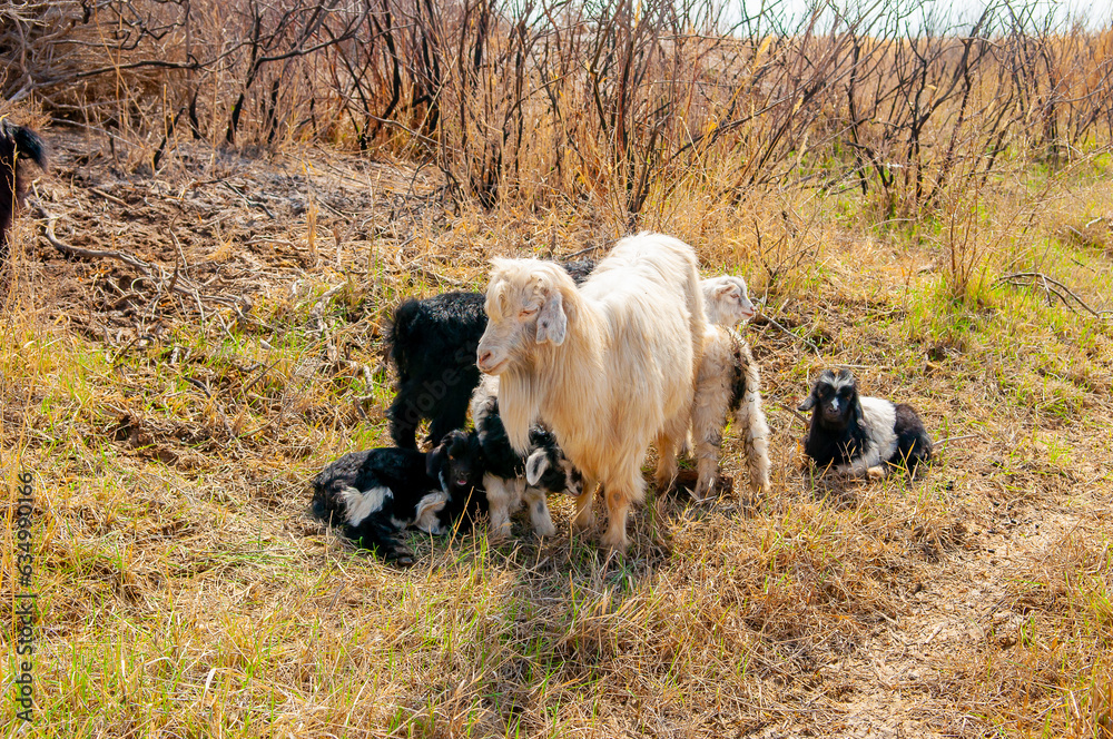 Goats in search of food roam the desert hot pasture. Moroccan goats ...