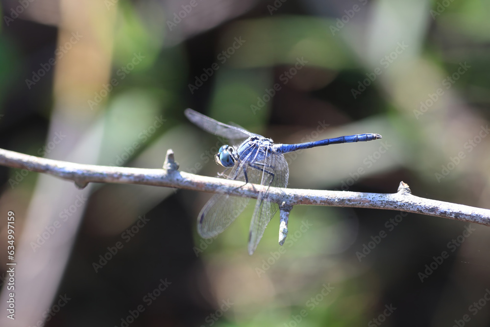 Sympetrum gracile, known as Japanese blue Darter or Japanese blue ...
