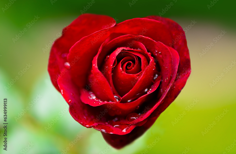 Red rose (Rosa) in shape of a heart. Deep intense red color of petals ...