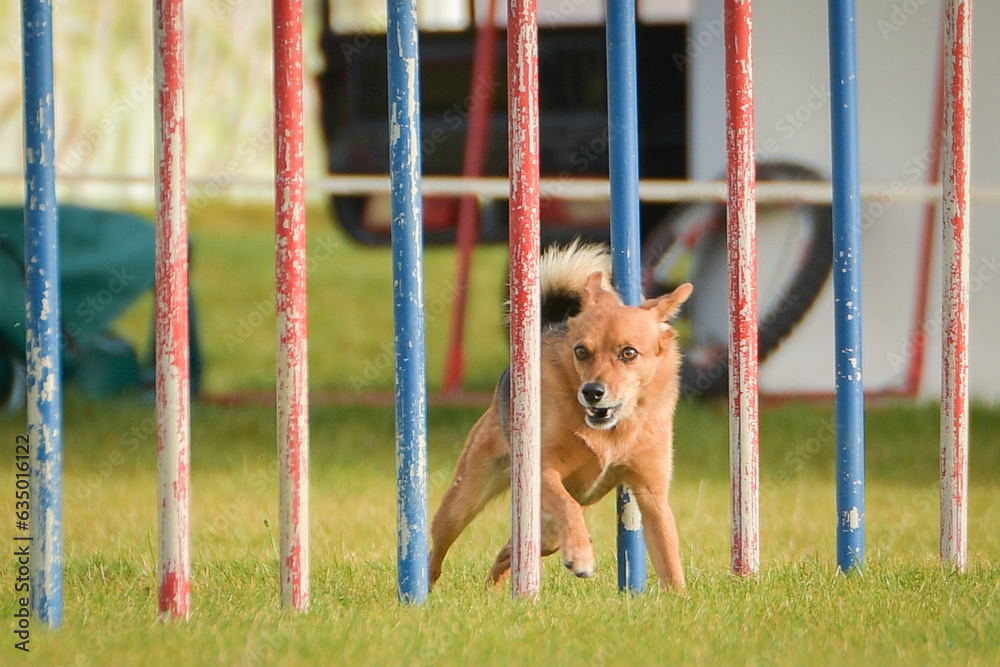 Dog is running slalom on his agility training on agility summer camp ...