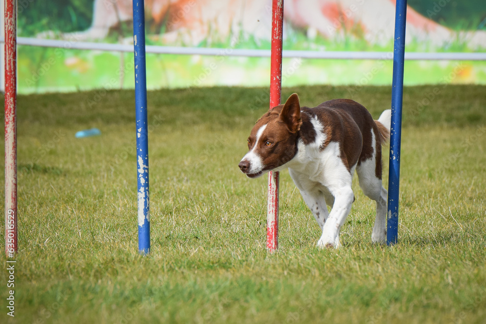 Dog is running slalom on his agility training on agility summer camp ...