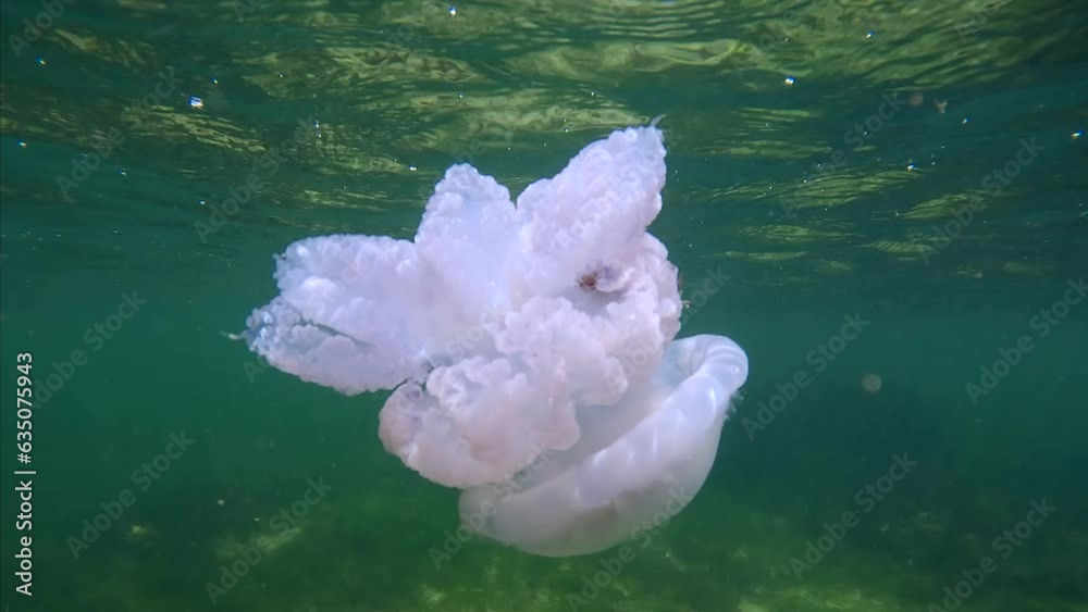 Jellyfish Octopus swims under surface of water in bright sunshine, Slow ...