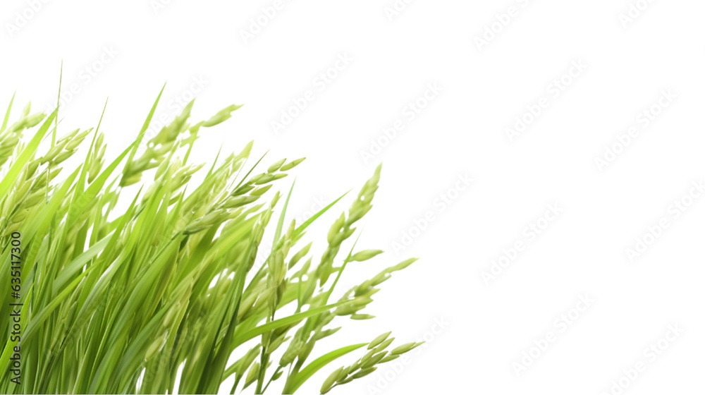 rice plant on transparent background for advertising. Stock Photo ...