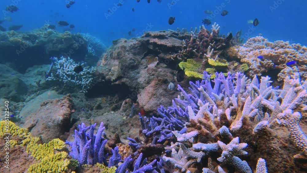 coral grave yard of massive bleached blue lavender finger branching ...