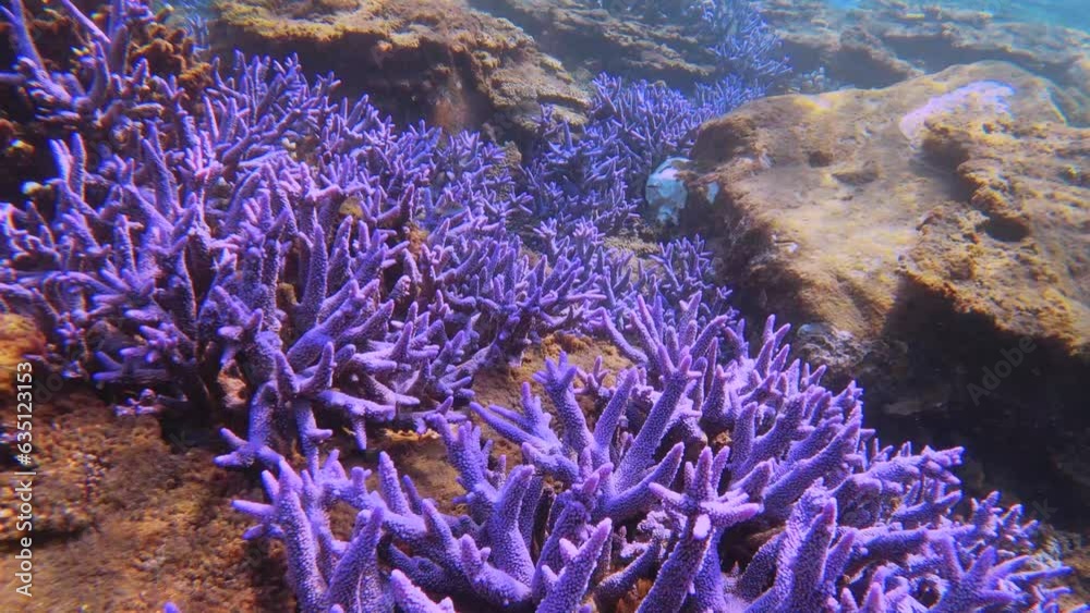 beautiful view of blue lavender and bleached finger branching Staghorn ...