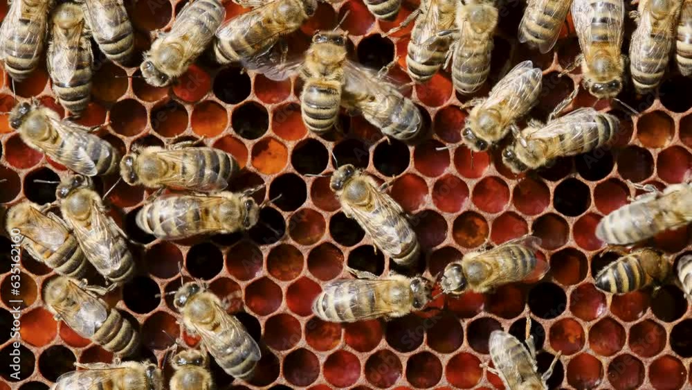 Honeycomb with bee bread. Honeycomb with colorful perga. Bees pack ...