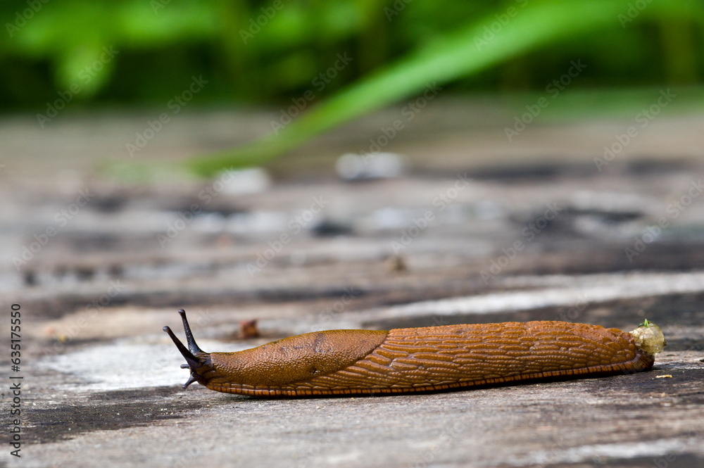 Arion Vulgaris aka Spanish slug. The most Invading animal in Europe and ...