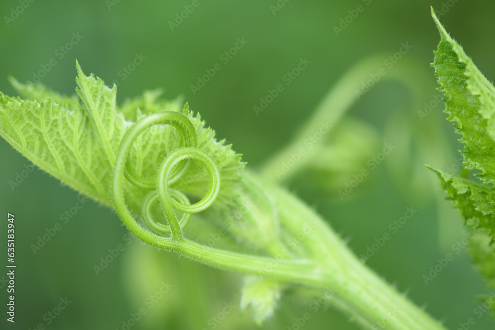 The young cucurbita plants on garden. Fresh organic fruits. Tendril of ...