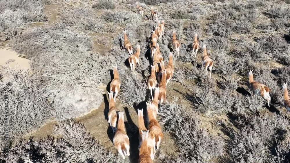 Wild Guanacos At El Calafate In Santa Cruz Argentina. Safari Patagonia ...