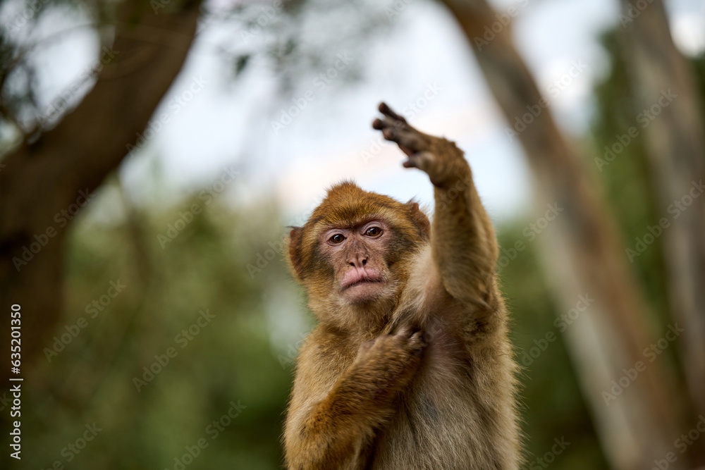 Monkey on Gibraltar making expressions with hands Stock Photo | Adobe Stock