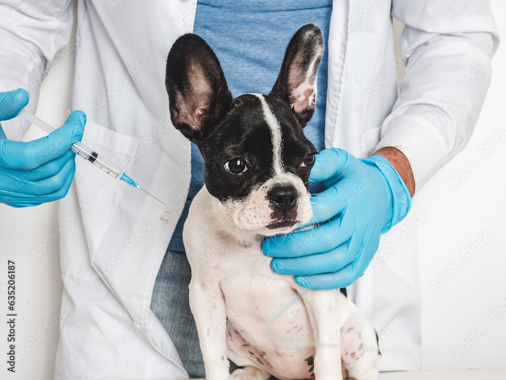 Veterinarian makes a vaccination to an adorable puppy. Close-up, white ...