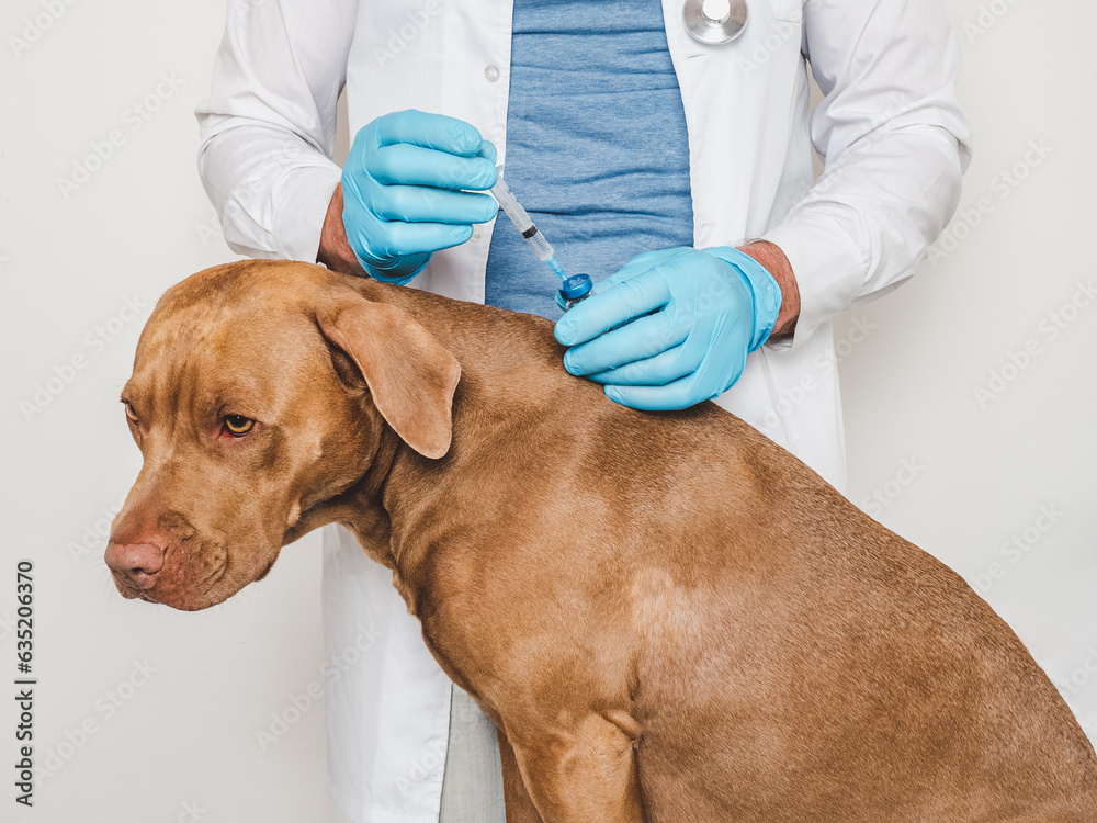 Veterinarian makes a vaccination to an adorable dog. Close-up, white ...