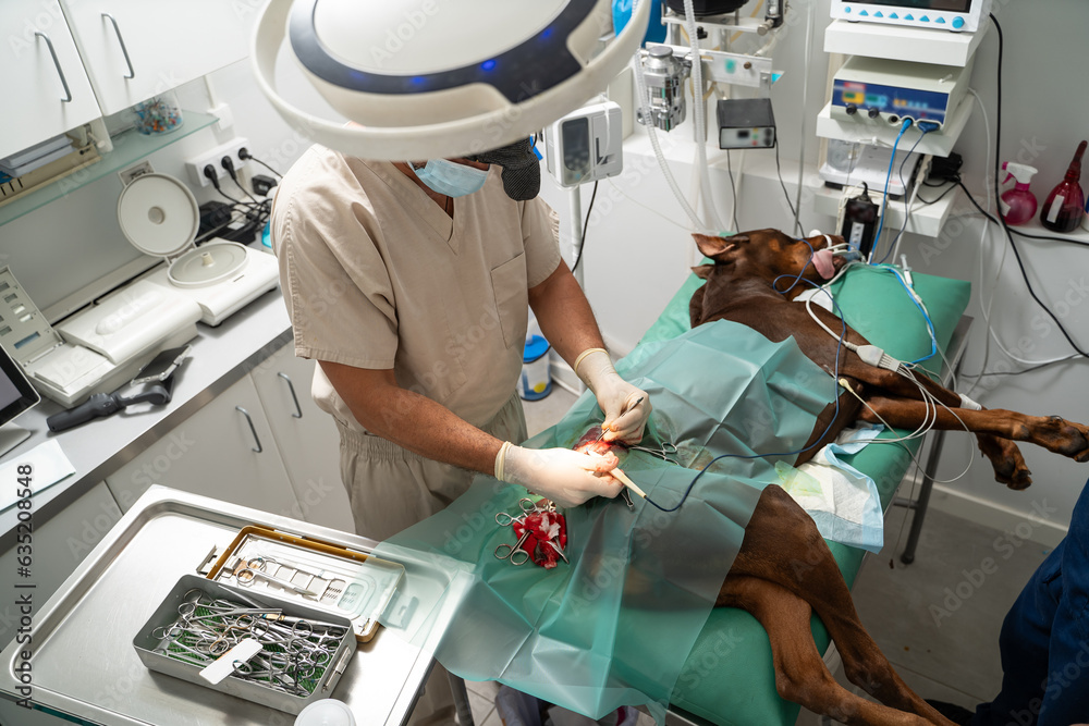 surgeon veterinarian makes operation on great Dane on operating table ...