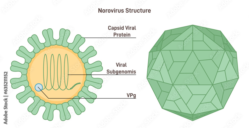 Norovirus strucutre. Microscopic model of winter vomiting disease ...