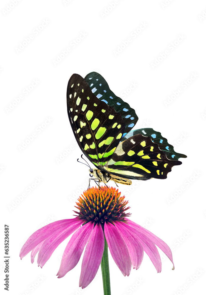 Colorful spotted tropical butterfly on echinacea purpurea flower ...