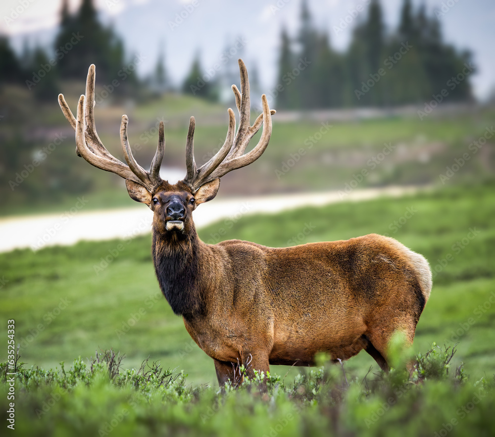 Imperial Rocky Mountain bull elk (cervus canadensis) standing broadside ...