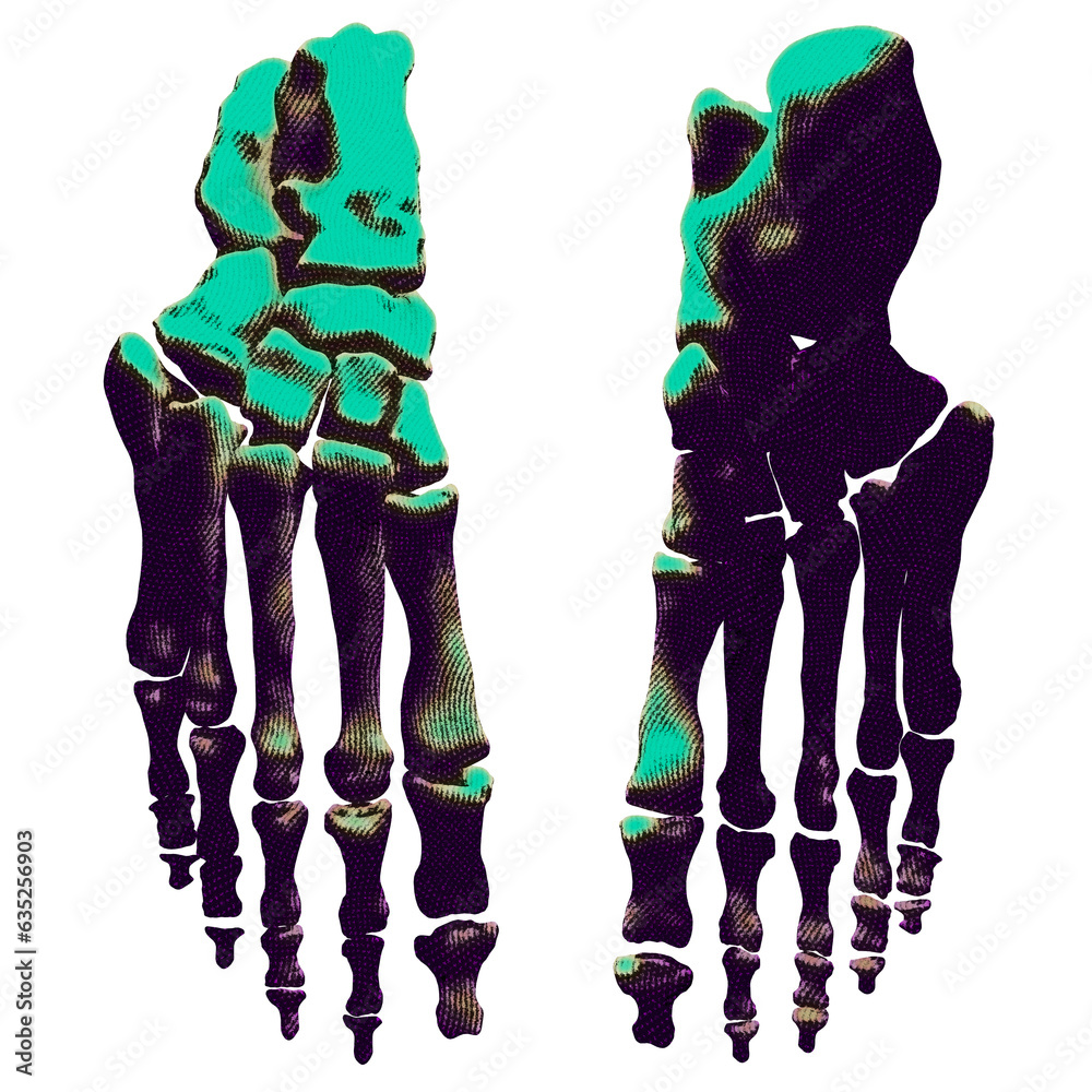 Detail of foot bones pencil drawing on transparent Stock Illustration ...