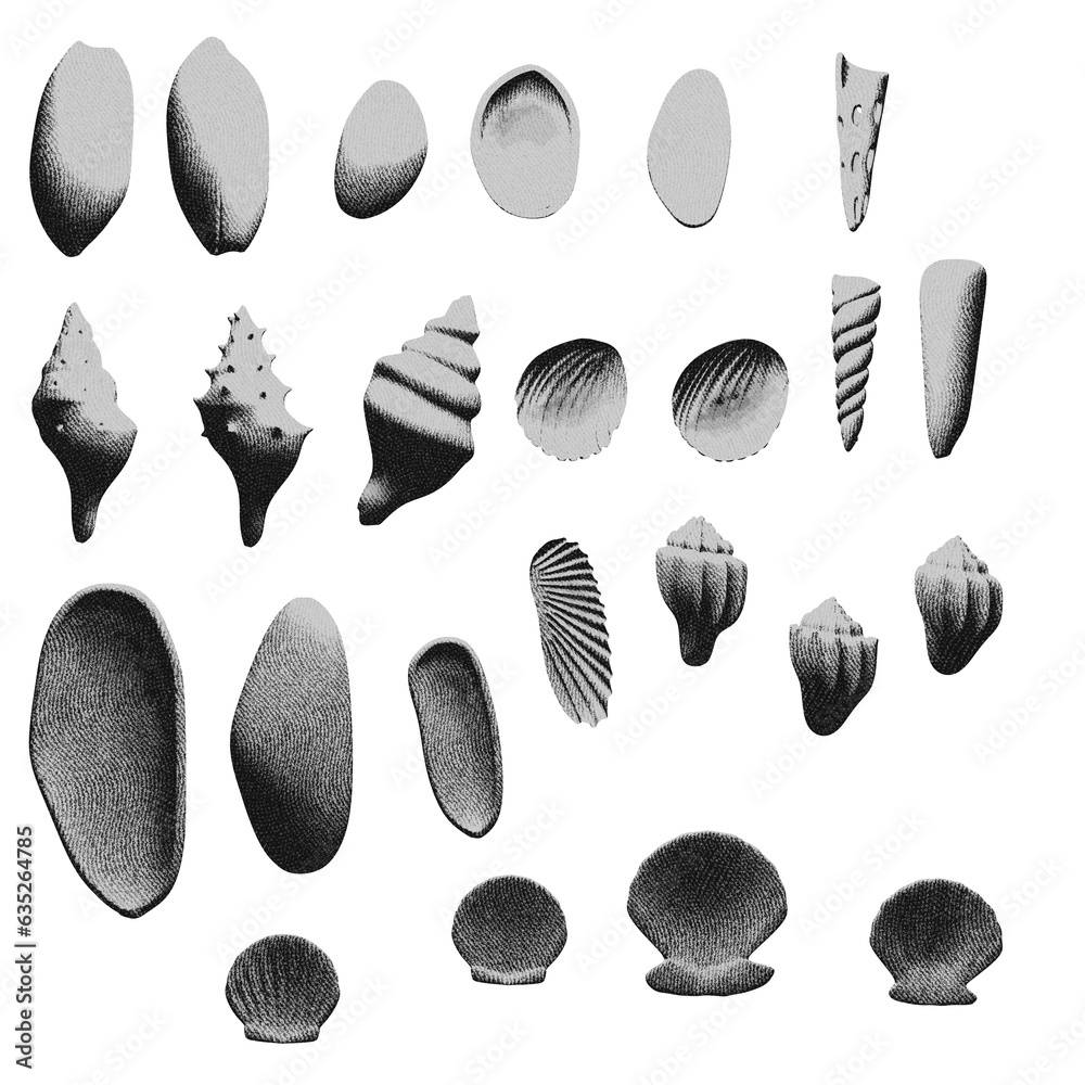 Sea shells. Art detailed illustration. Vintage engraving. Isolated on ...