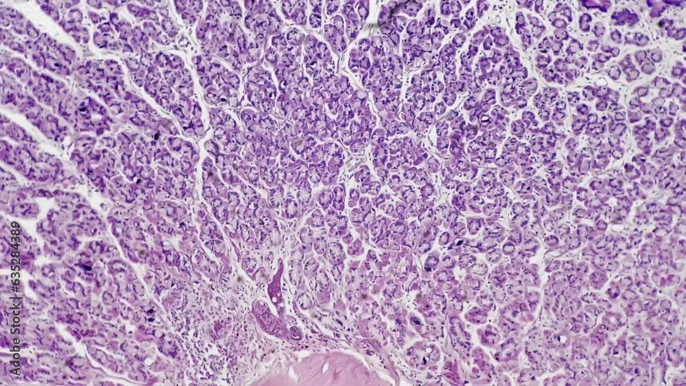 Stomach fundic portion in section filmed under microscope 200x on ...