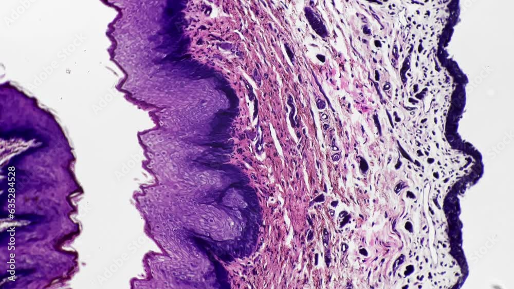 Human penis in cross section filmed under microscope 100x on bright ...