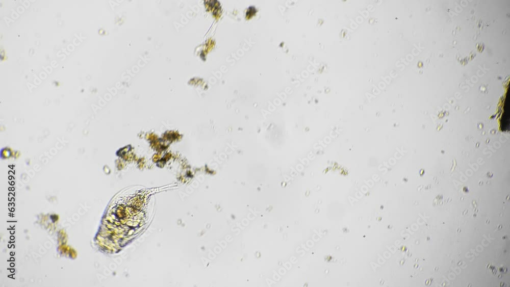 Macro footage of rotifer swimming and eating algae filmed under ...