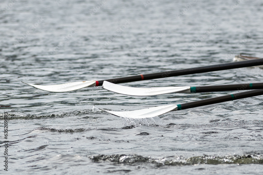 Three oars with black shafts and white blades facing upward over a ...
