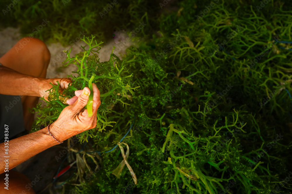 Farmer collecting seaweed plantations at seaweed farm in Nusa Penida ...