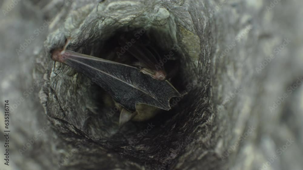 Vidéo Stock Close up strange animal Greater mouse-eared bat Myotis ...