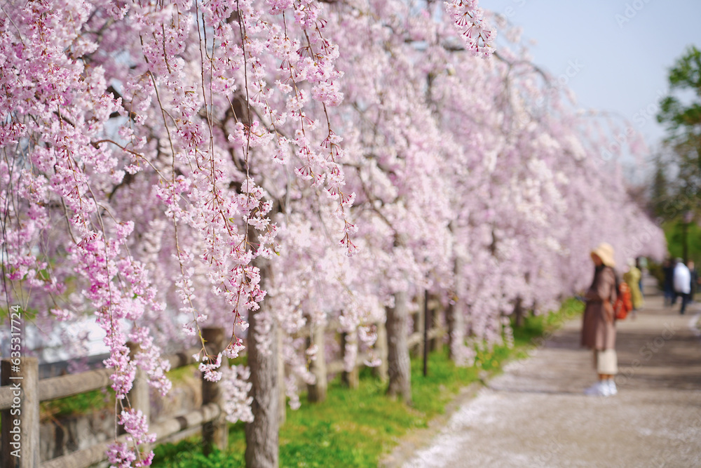 A famous cherry blossom walking path called the Nicchu line with ...