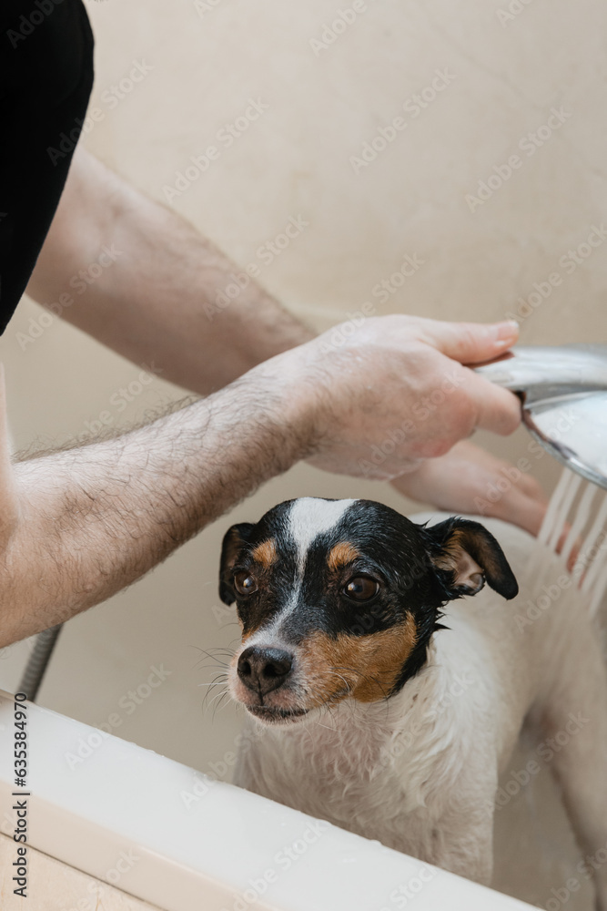 Jack russel terrier getting a bath. Man hand pouring water (Ratonero ...