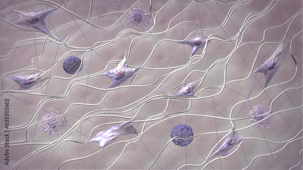 Skin extracellular matrix structure. Fibroblasts, collagen, and elastic ...