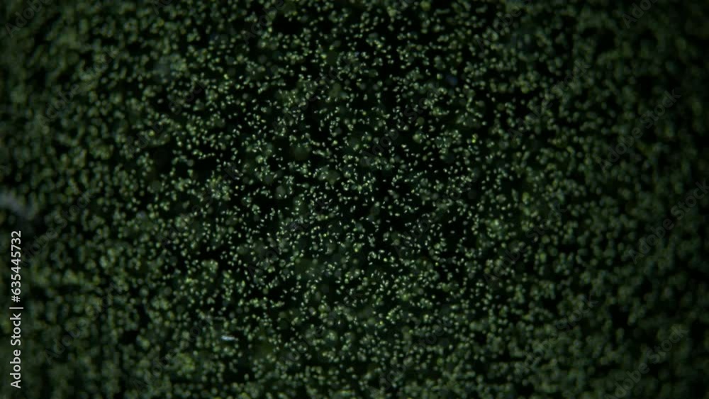 Unicellular algae Dunaliella salina under the microscope, Chlorophyta ...