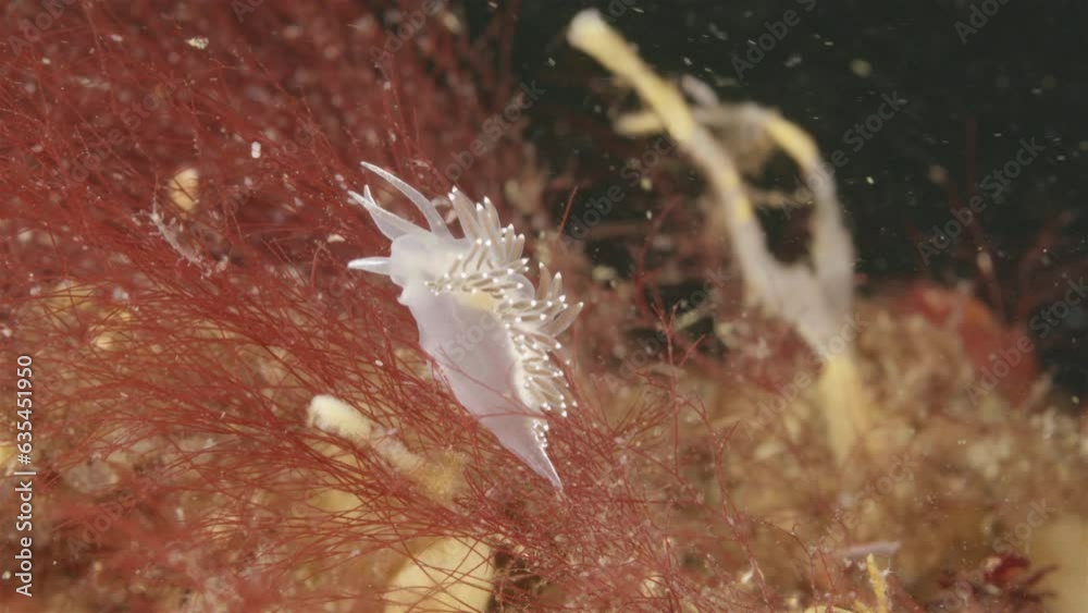 Sea slug Coryphella verrucosa under a microscope, order Nudibranchia ...