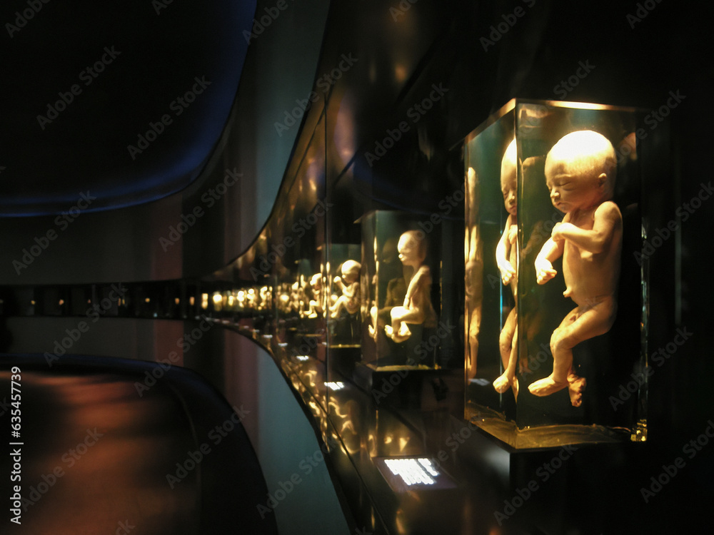 The stages of Fetal Development - Museum of Science and Industry Stock ...