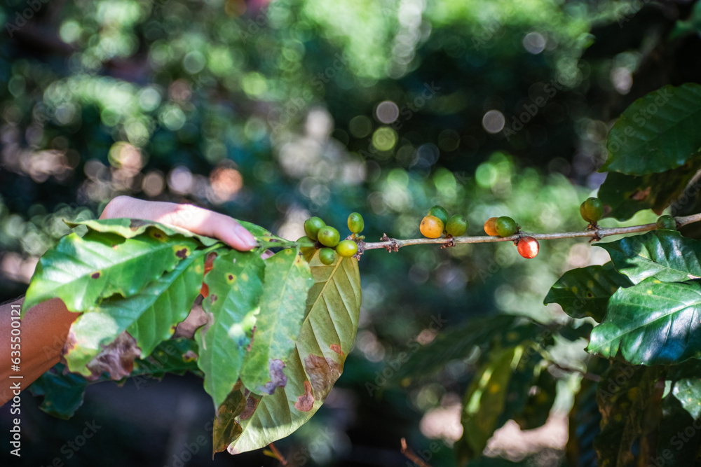 Parque Yvaga guazu Stock Photo | Adobe Stock