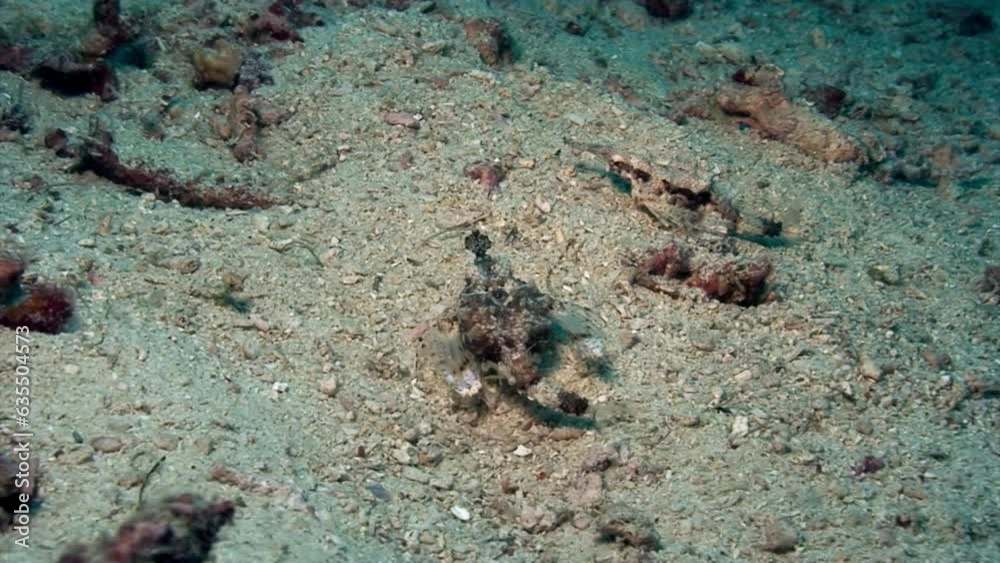 Close-up fish pegasus seamoth, Eurypegasus draconis on underwater ...